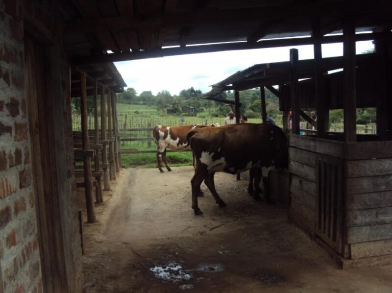 All you need to know about a zero grazing unit