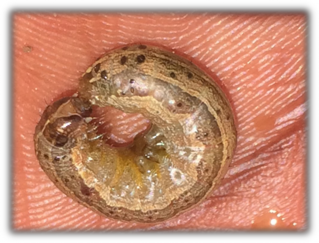 New Pest (Fall Army Worm Moth) on Cereals and Pasture in Kenya ...