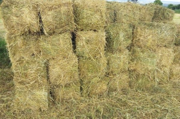 How to grow Boma Rhodes Grass in Kenya: A Profitable Forage Investment ...