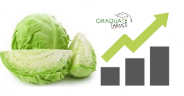 Cabbage Farming Profit Per Acre