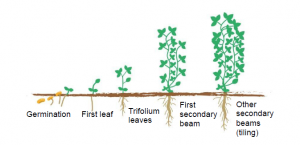 How to grow Lucerne for your dairy cows