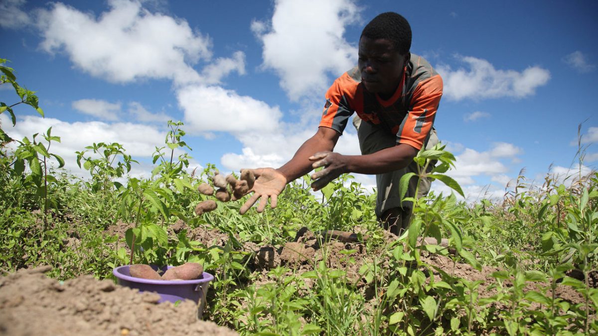 Africa’s Growth lies with Smallholder Farmers