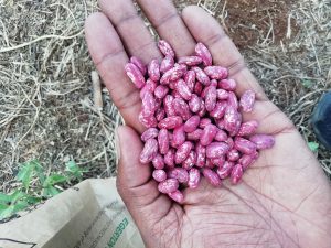 How to grow Common Beans | Graduate Farmer