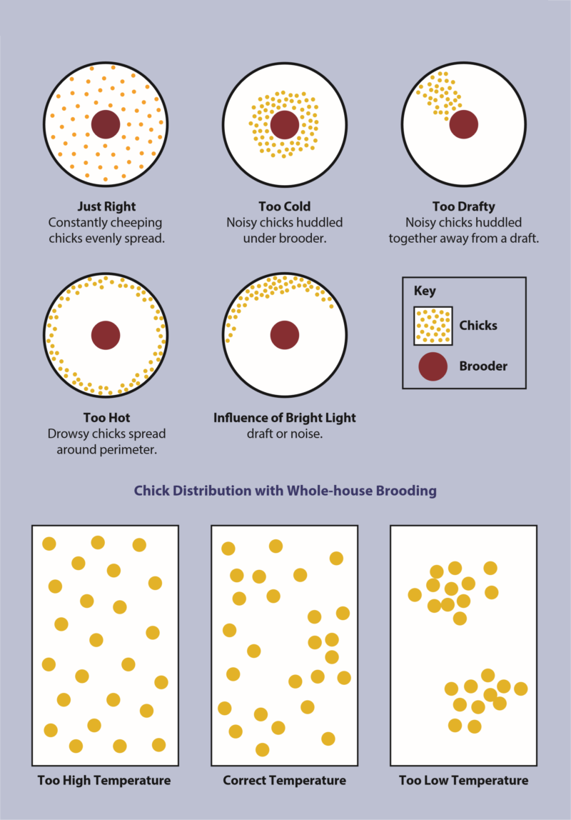 How to Start Your Own Broiler Chicken Farm in Kenya