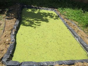 Azolla Farming in Kenya: How to Grow and Feed Livestock | Graduate Farmer