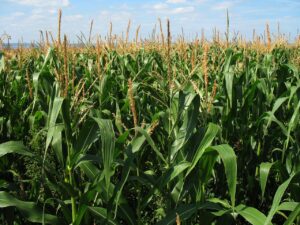 How to Grow Maize in Kenya Step-by-Step | Graduate Farmer